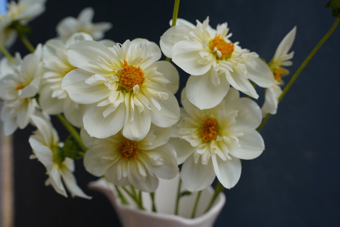 Dahlia Tuber - Bloomquist Brother | EarthSpoke Farms