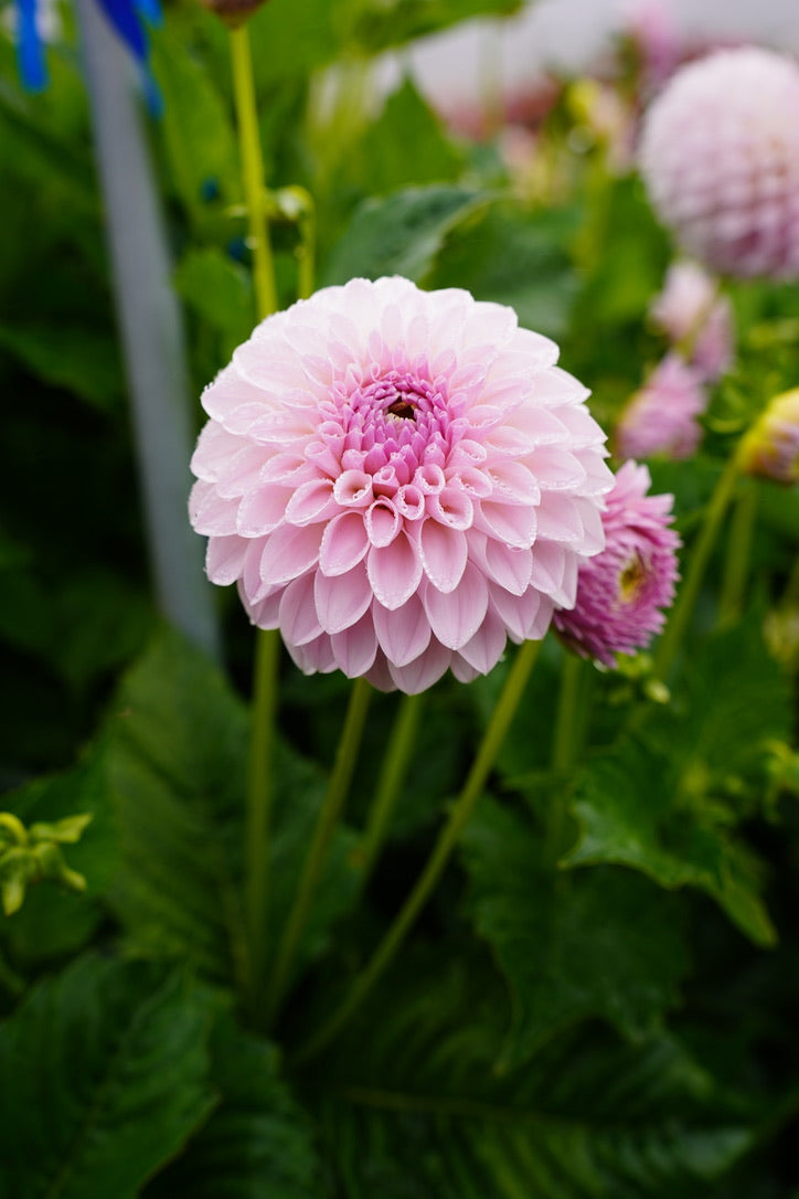 Dahlia Tuber - Bloomquist Tory P | EarthSpoke Farms