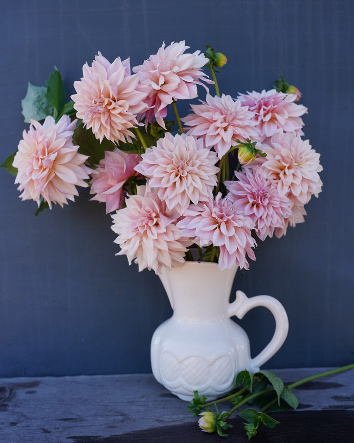 Dahlia Tuber - KA's® Mocha Jake | EarthSpoke Farms