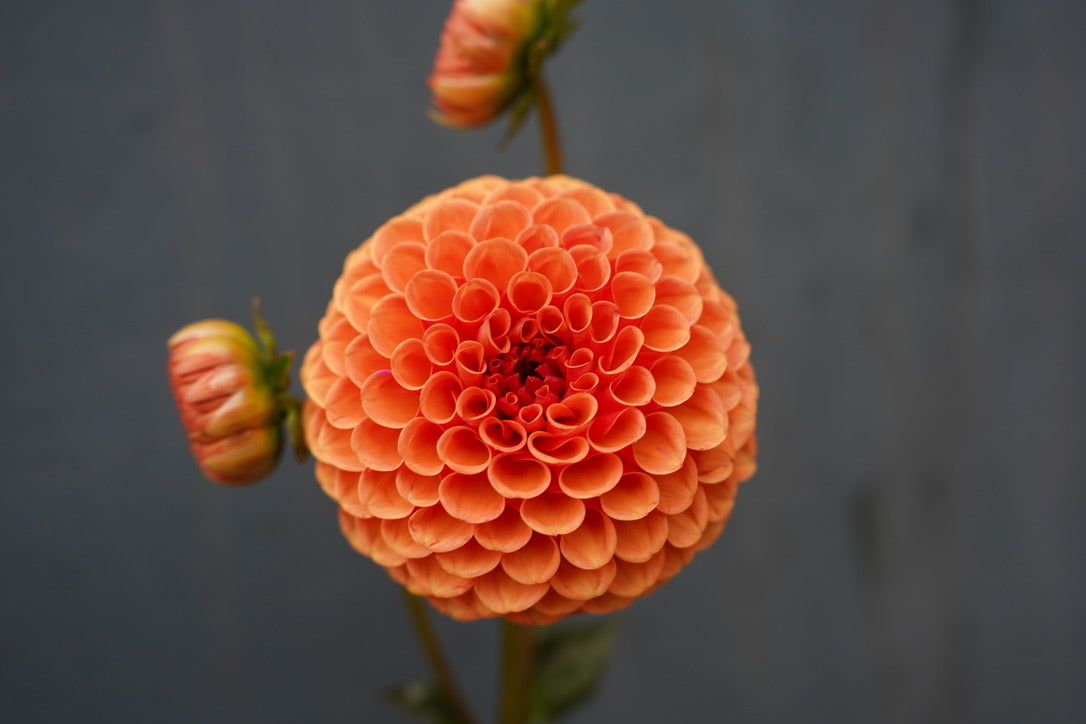 Dahlia Tuber - Valley Rust Bucket | EarthSpoke Farms