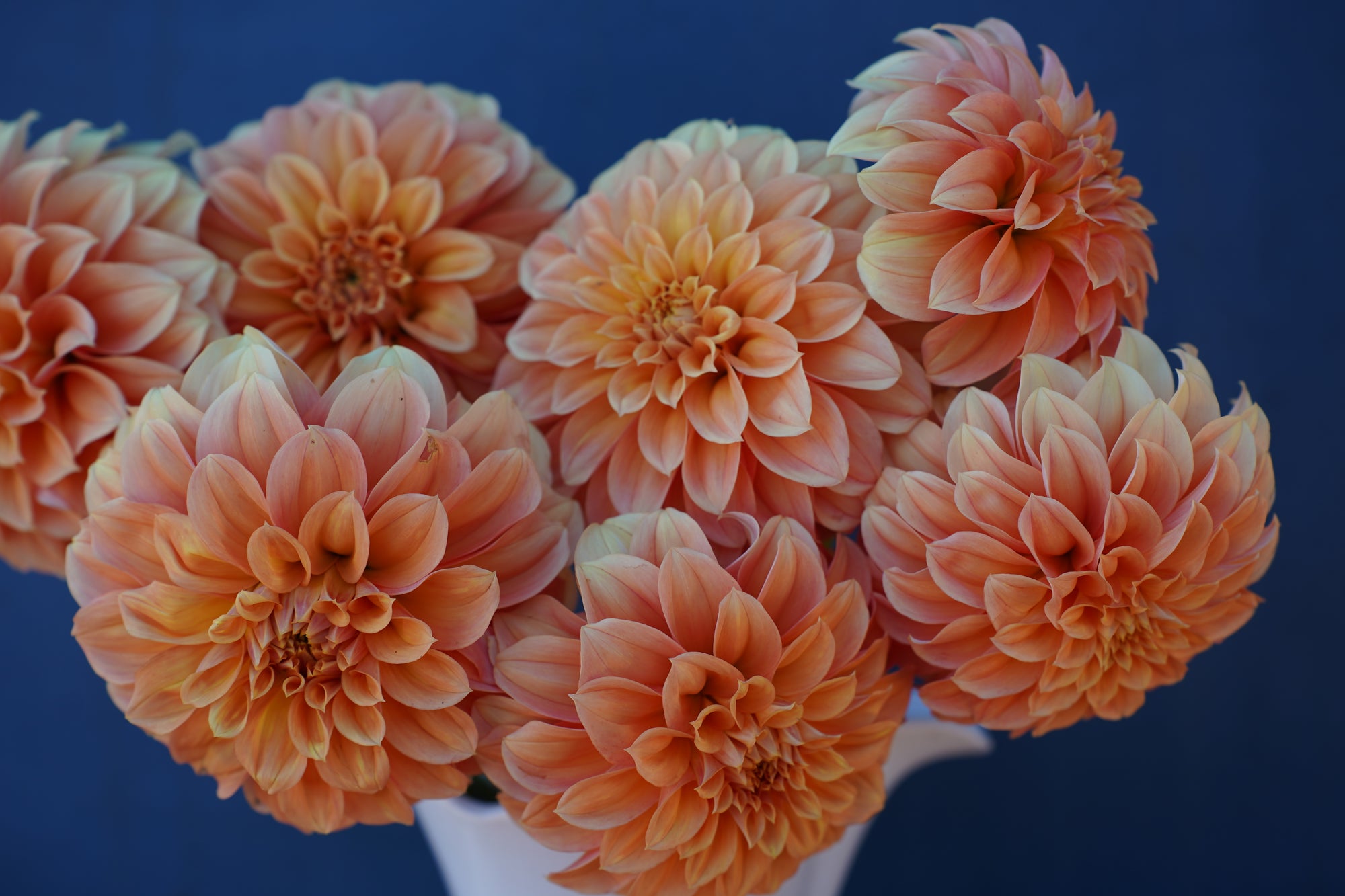 Bracken Sarah Dahlia Tuber | EarthSpoke Farms