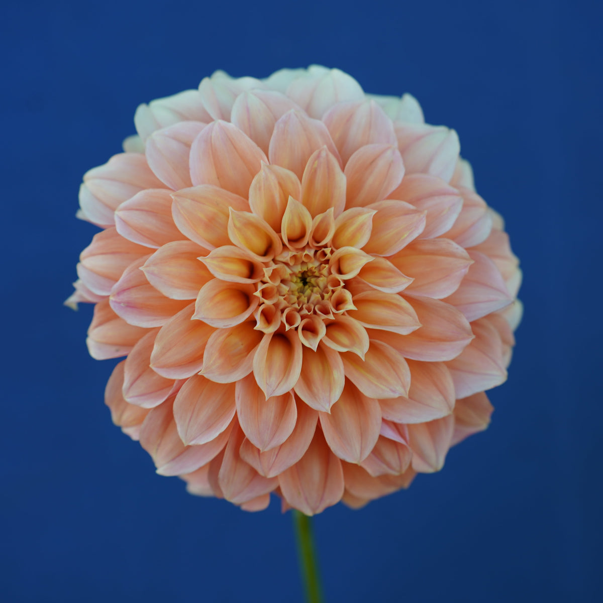 Bracken Sarah Dahlia Tuber | EarthSpoke Farms