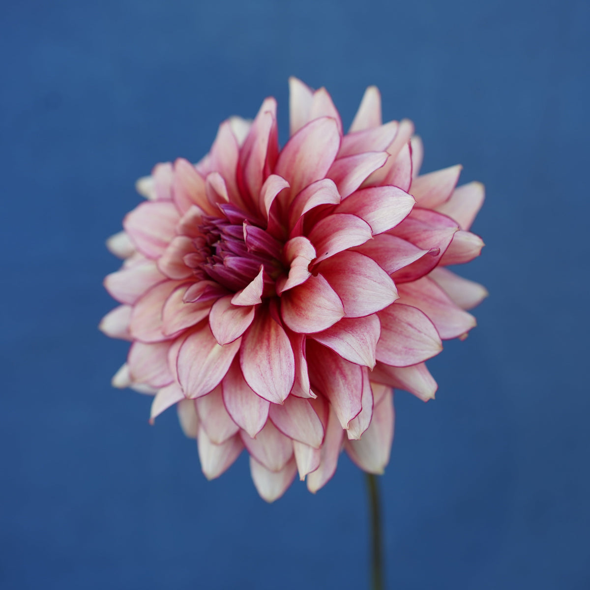 Dahlia Tuber - N-Force | EarthSpoke Farms