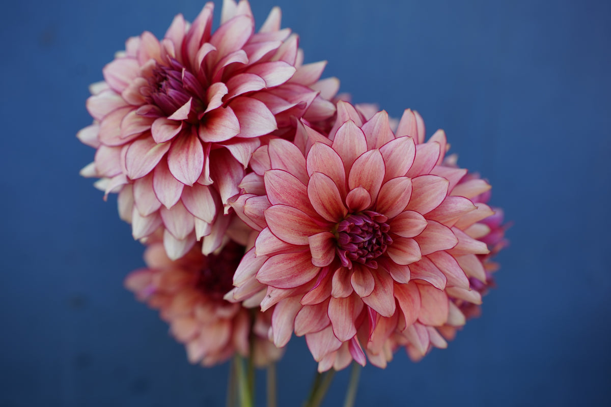 Dahlia Tuber - N-Force | EarthSpoke Farms
