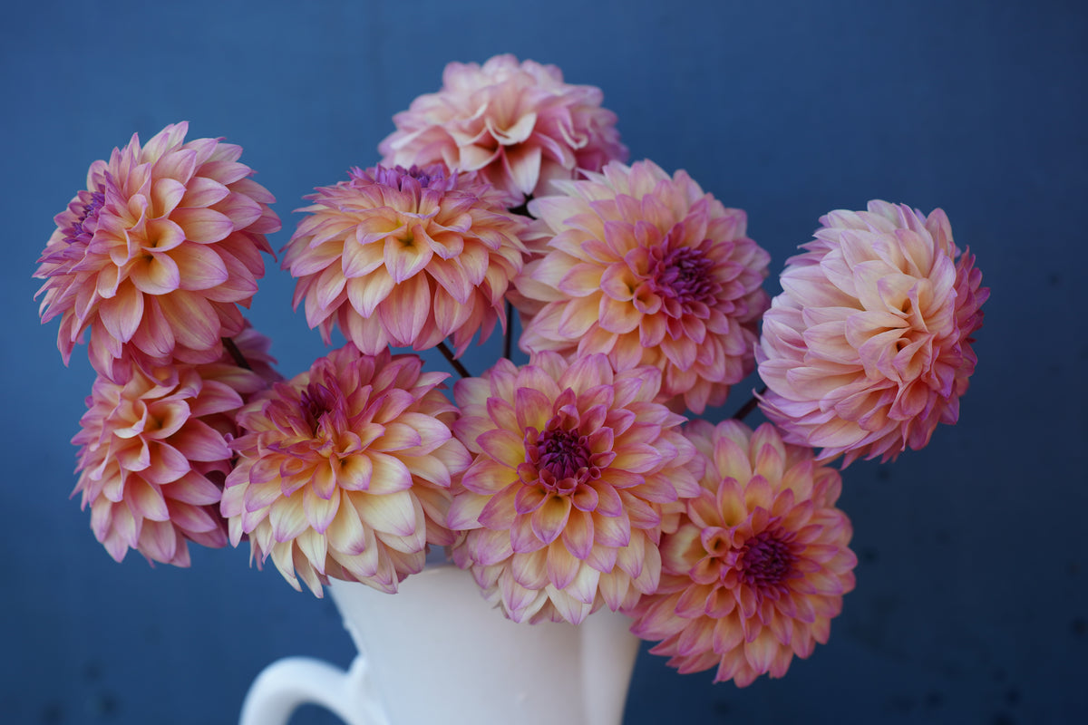 Bloomquist Fredene Dahlia Tuber | EarthSpoke Farms