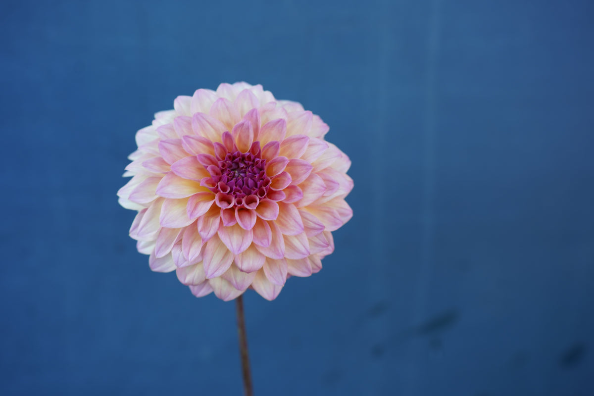 Bloomquist Fredene Dahlia Tuber | EarthSpoke Farms