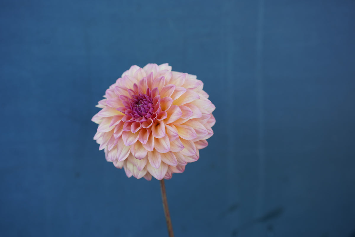 Bloomquist Fredene Dahlia Tuber | EarthSpoke Farms
