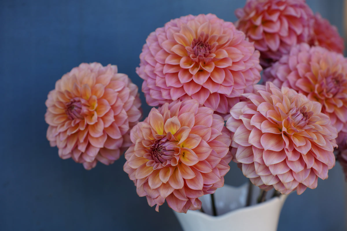 Bloomquist Dave Dahlia Tuber | EarthSpoke Farms