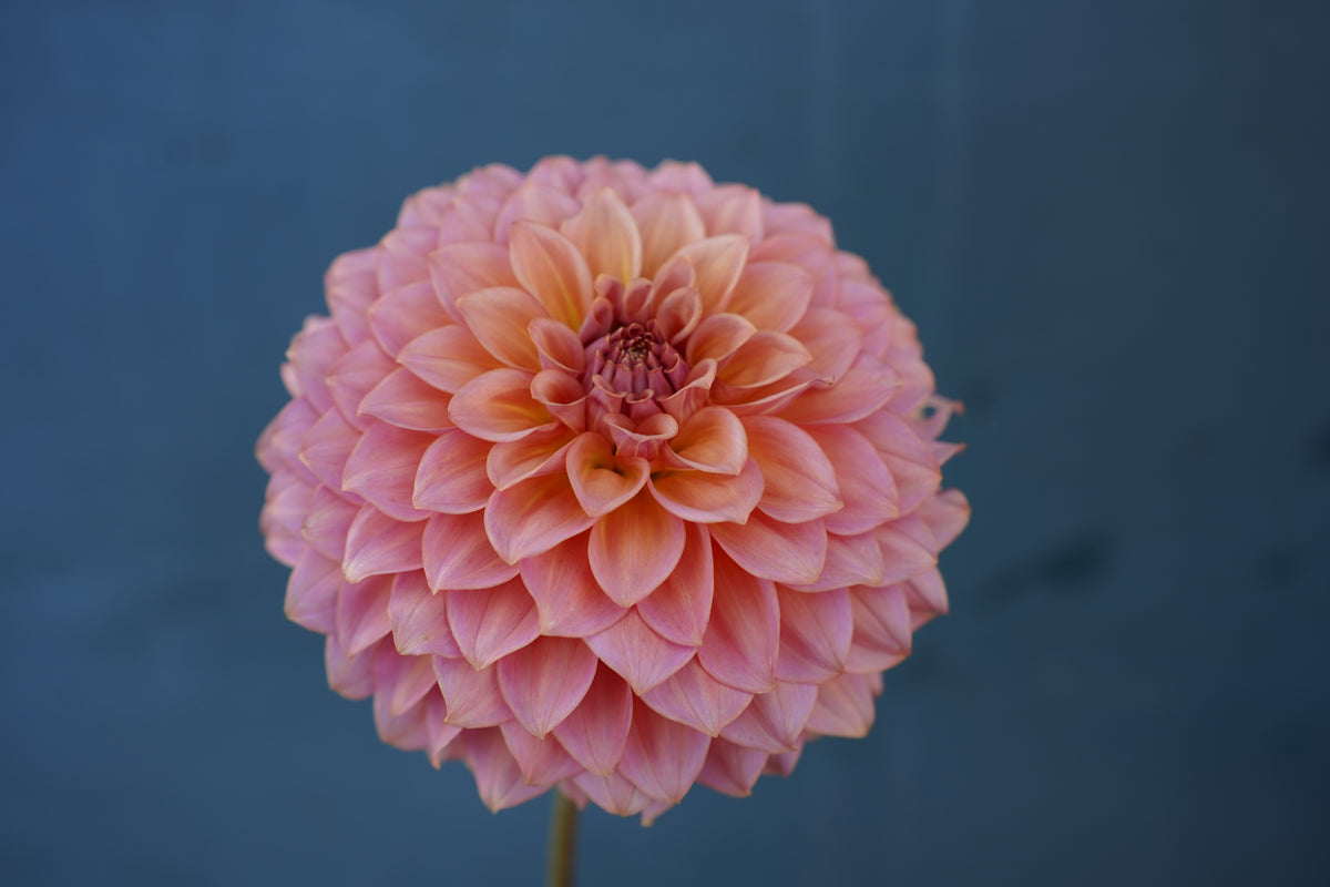 Bloomquist Dave Dahlia Tuber | EarthSpoke Farms