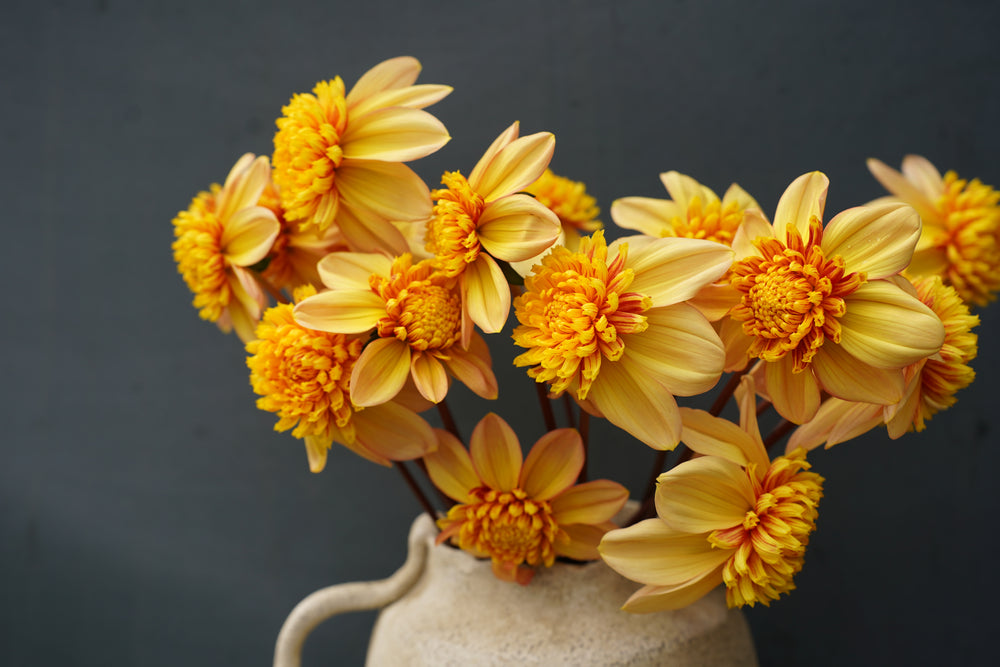 Bloomquist Golden Dahlia Tuber | EarthSpoke Farms
