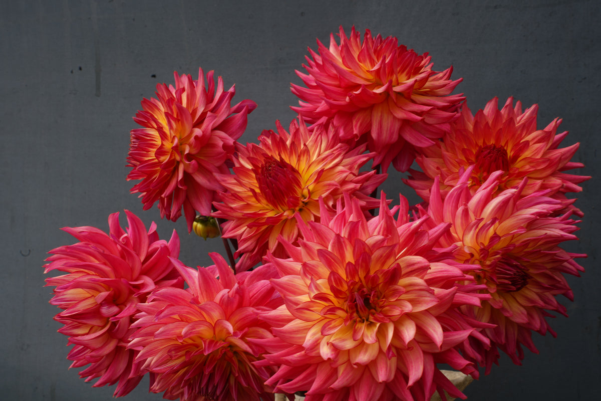 Bloomquist Awaken Dahlia Tuber | EarthSpoke Farms