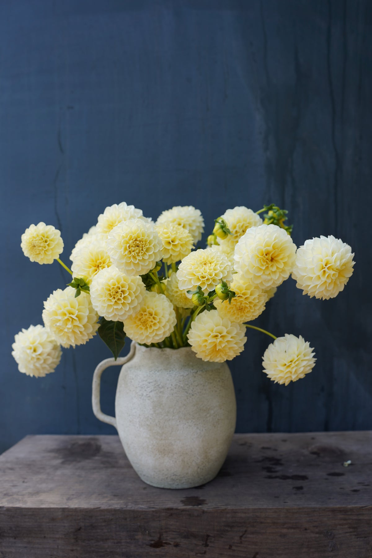 Creamy Dahlia Tuber | EarthSpoke Farms