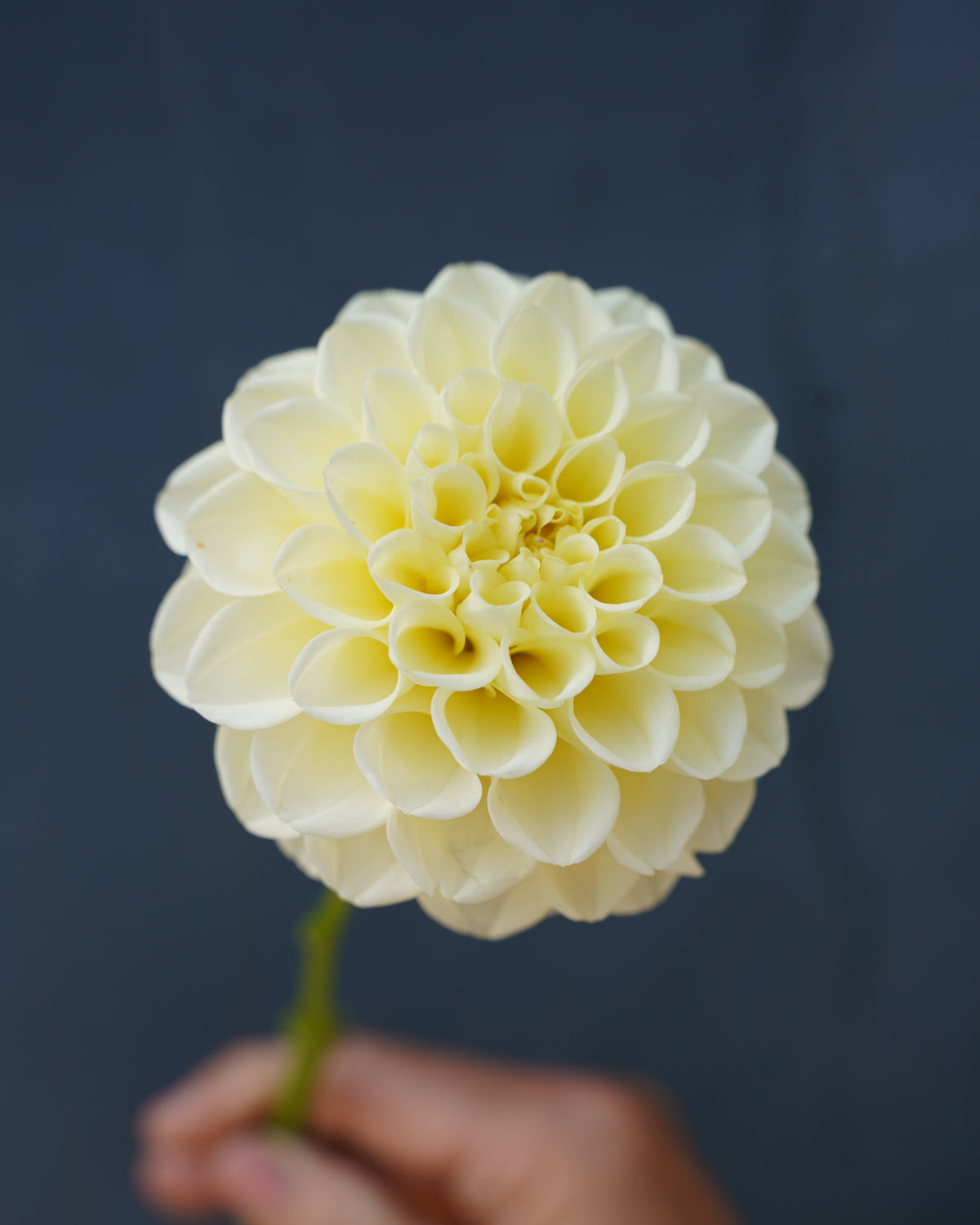 Creamy Dahlia Tuber | EarthSpoke Farms