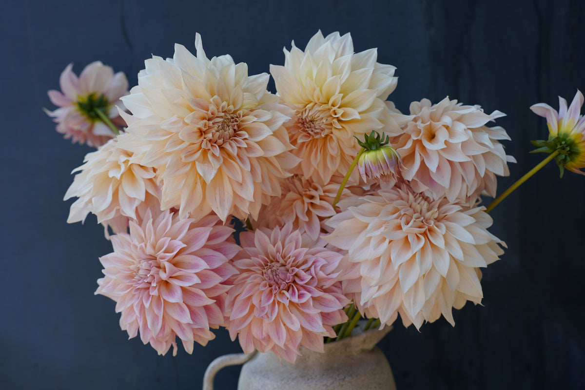 KA's® Mocha Maya Dahlia Tuber | EarthSpoke Farms