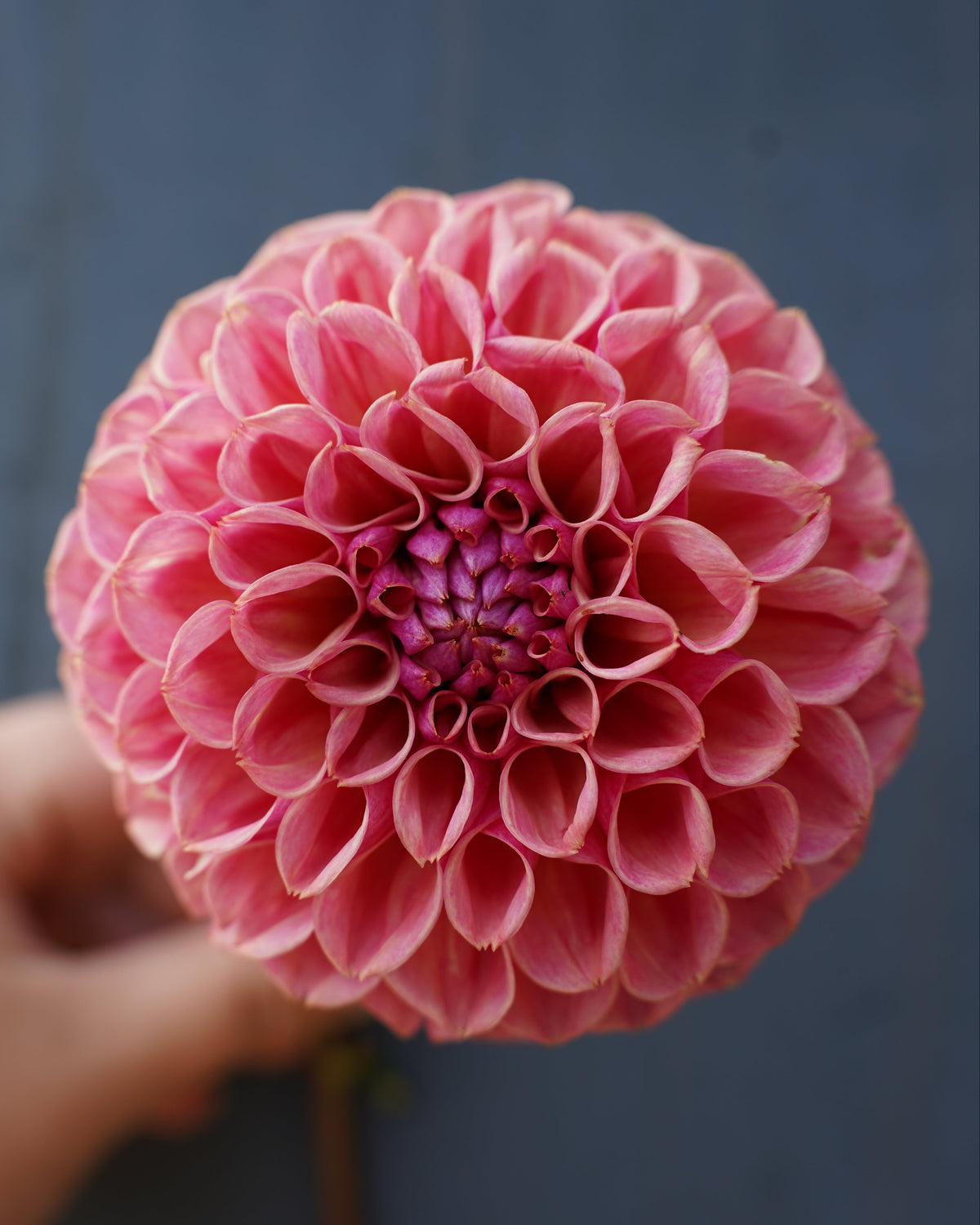 Bracken Rose USA Dahlia Tuber | EarthSpoke Farms