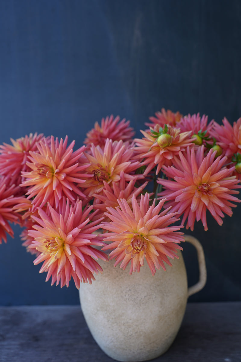 Dahlia Tubers | EarthSpoke Farms