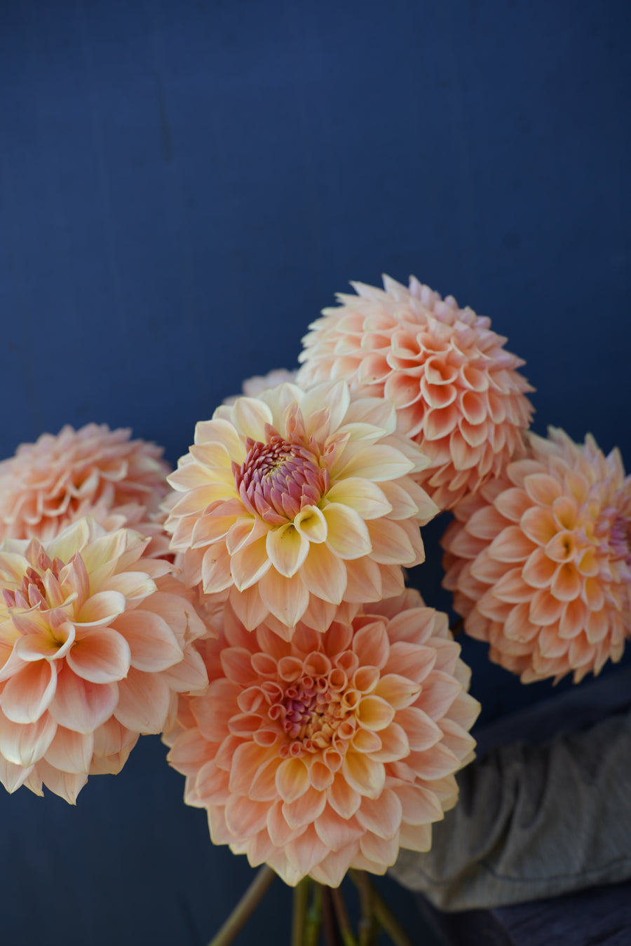 Bloomquist Alan Dahlia Tuber | EarthSpoke Farms