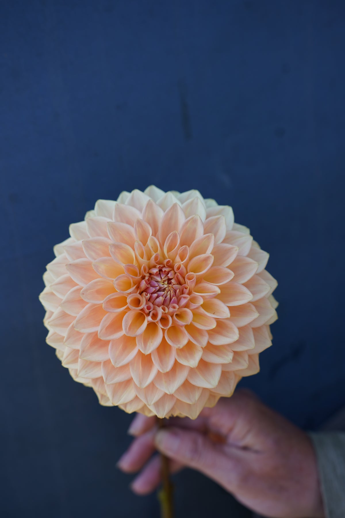 Bloomquist Alan Dahlia Tuber | EarthSpokefarms