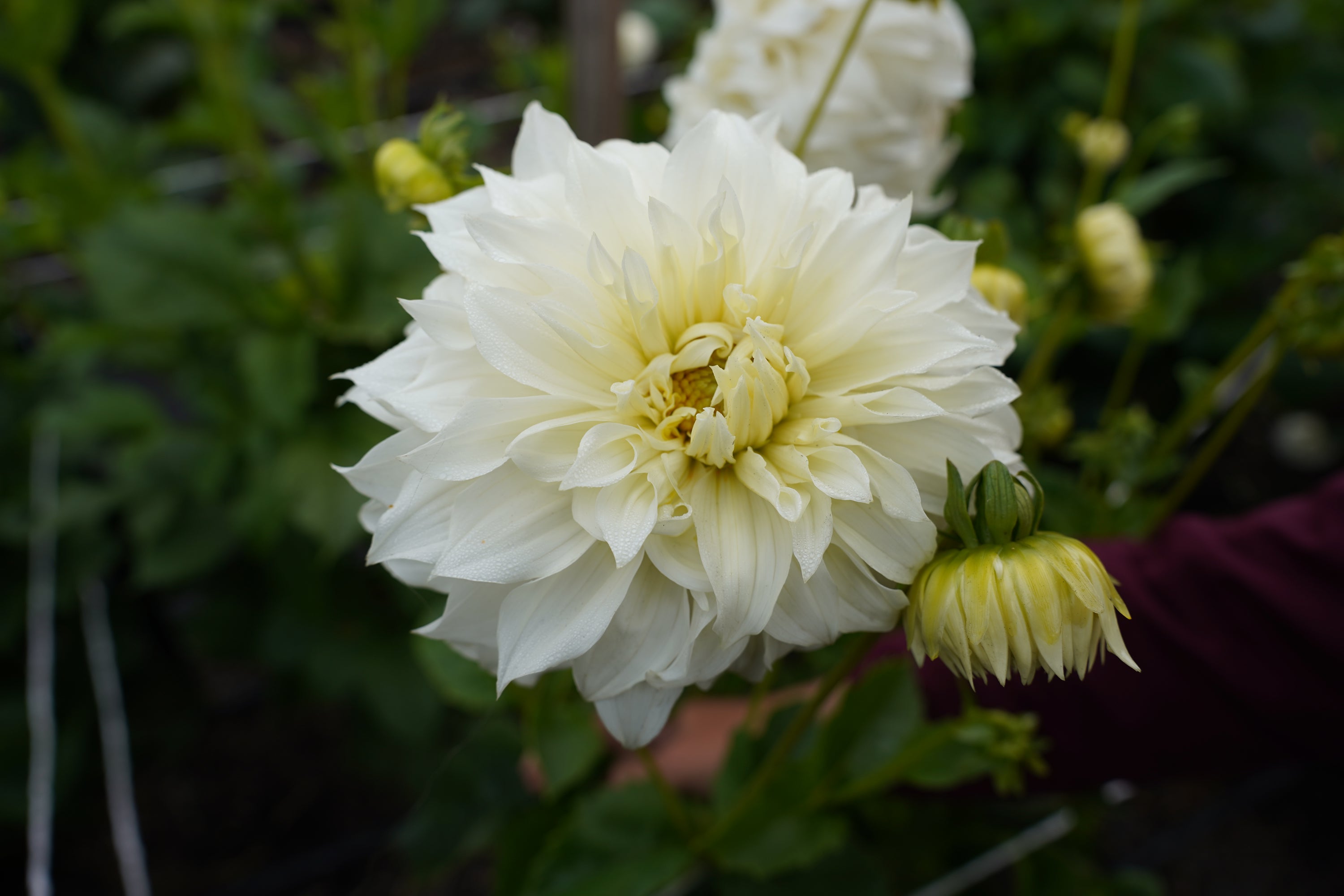 Bloomquist Sam Dahlia Tuber | EarthSpoke Farms