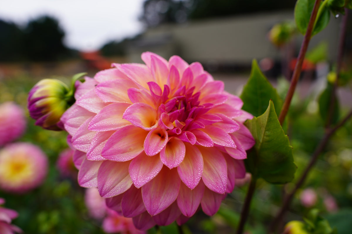 Bloomquist Fredene Dahlia Tuber | EarthSpoke Farms