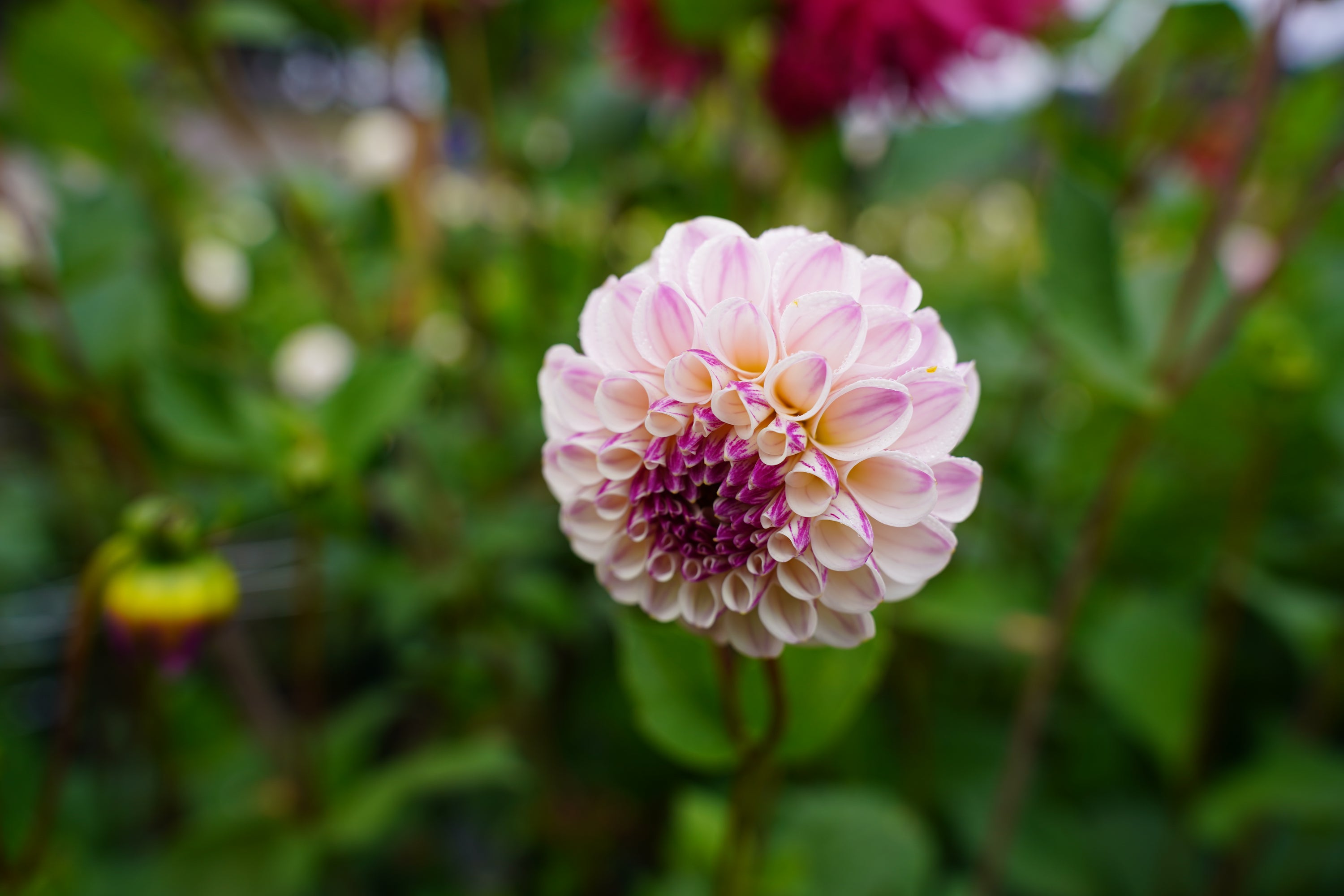 Bloomquist Wonderful Dahlia Tuber | EarthSpoke Farms