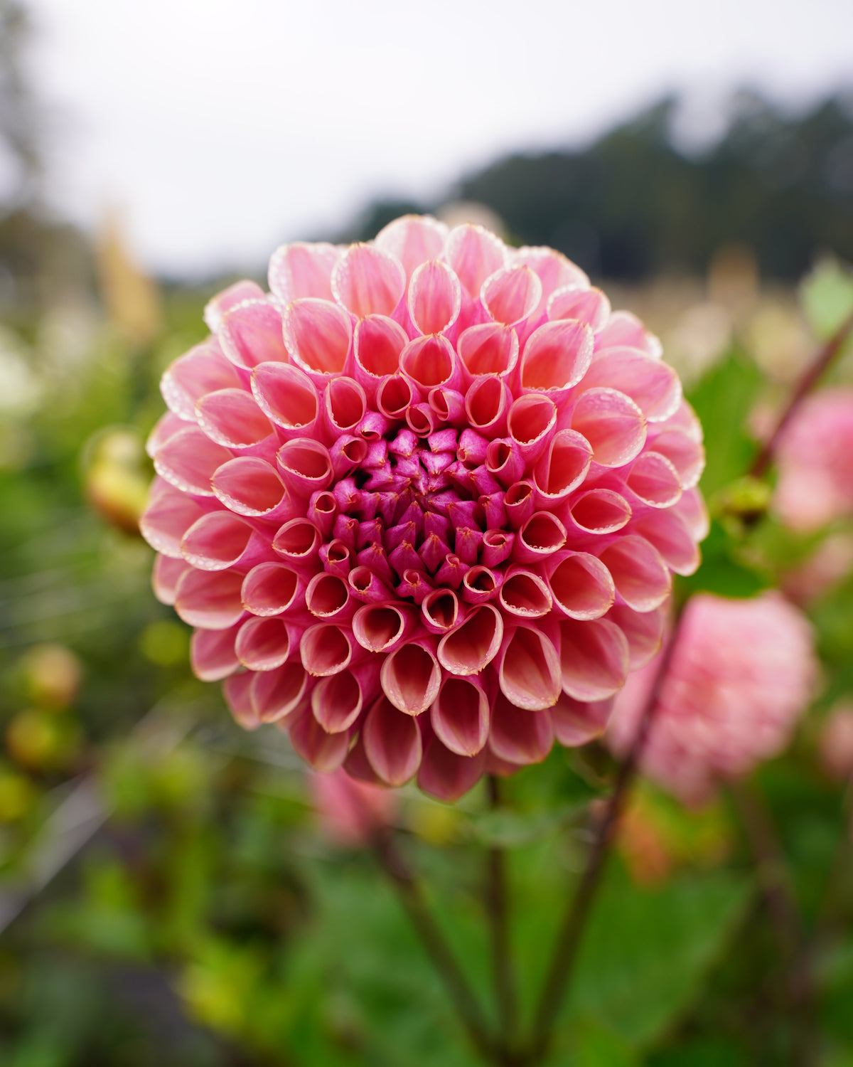 Bracken Rose USA Dahlia Tuber | EarthSpoke Farms
