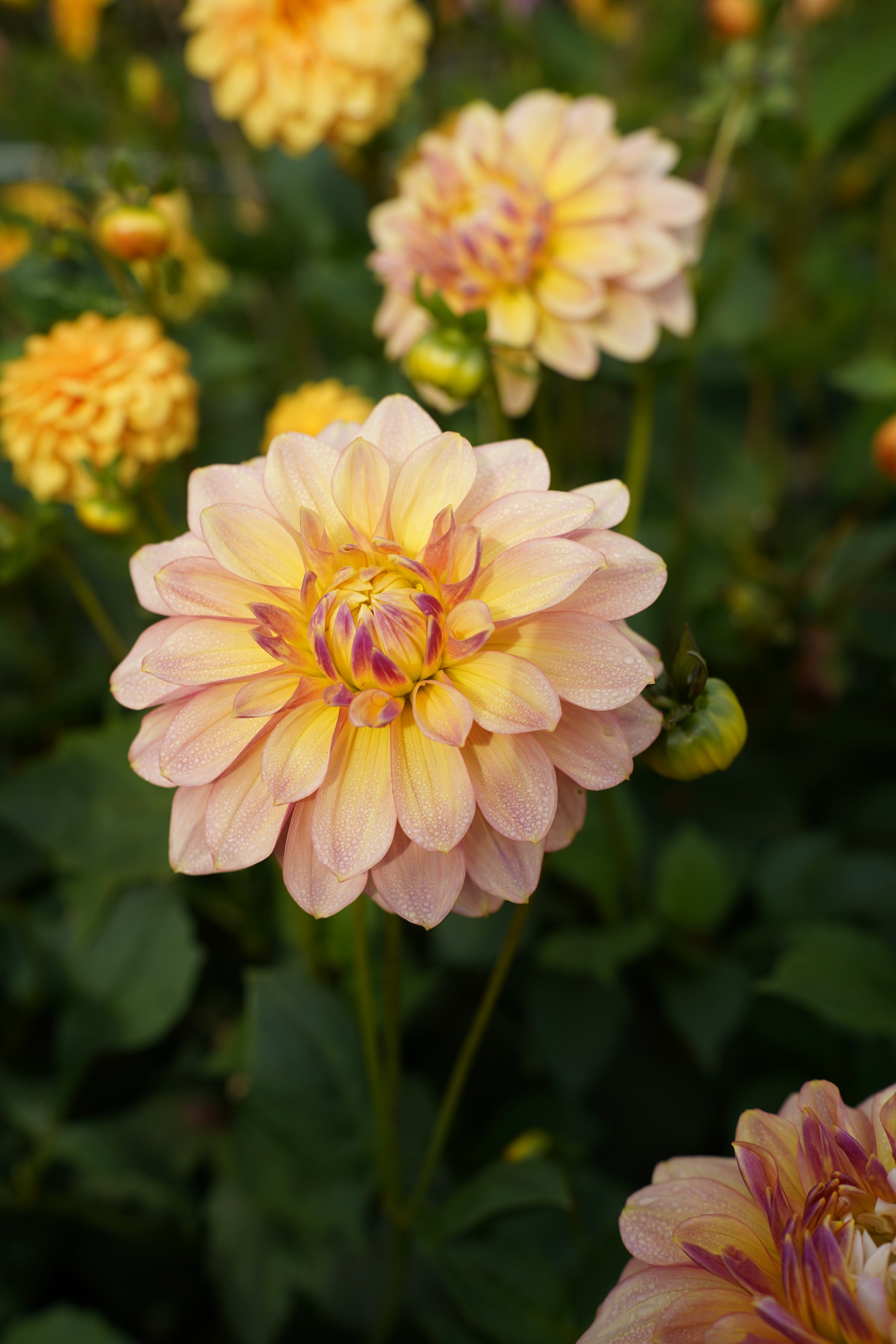 Dahlia Tuber - Wyn's NEW Pastel | EarthSpoke Farms