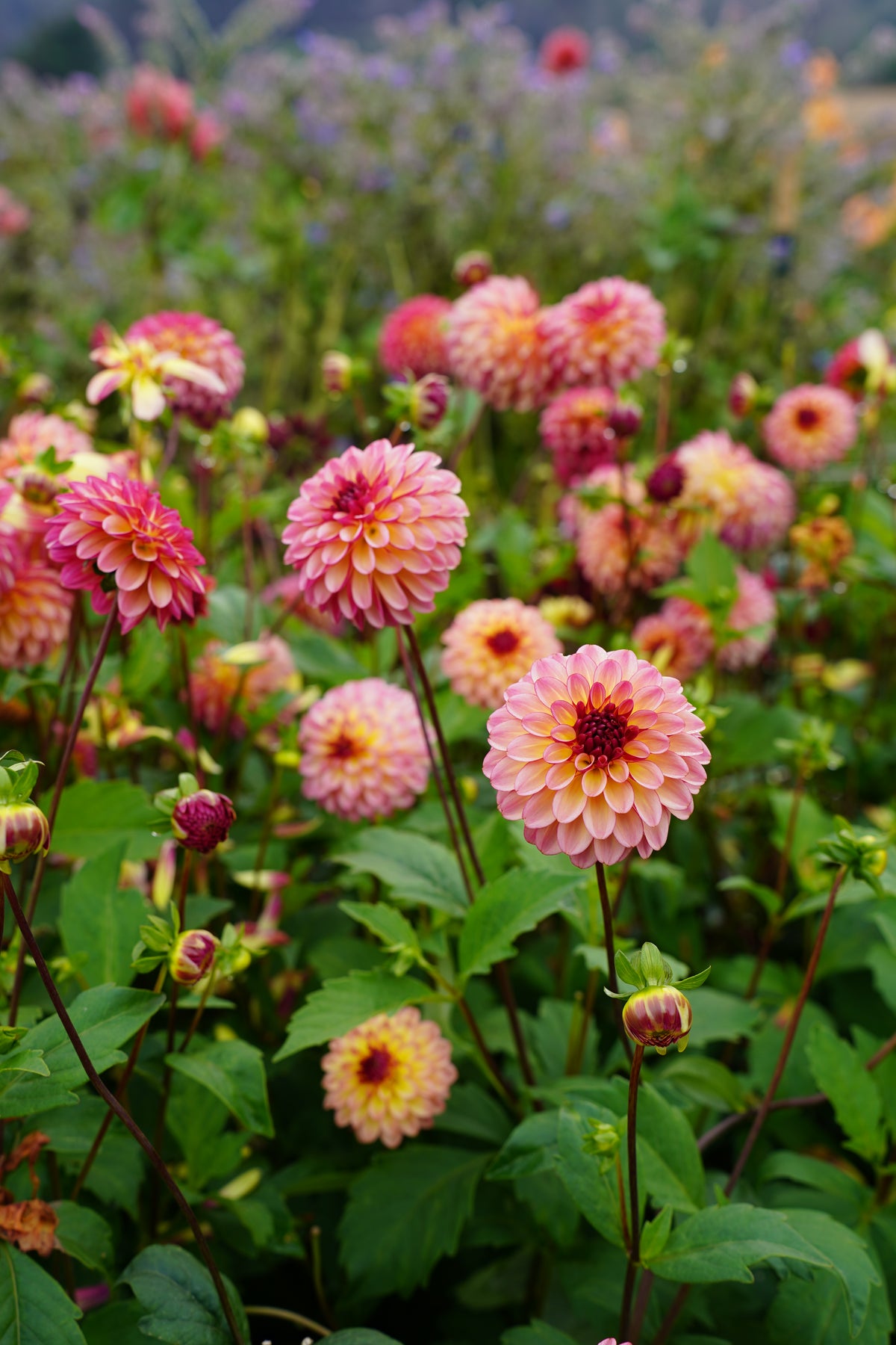 Foxy Lady Dahlia Tuber | EarthSpoke Farms