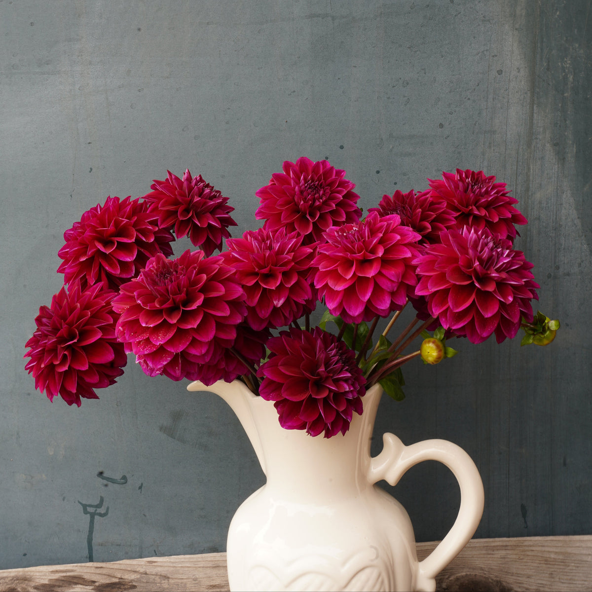 Dahlia Tuber - Woodlands Merinda | EarthSpoke Farms