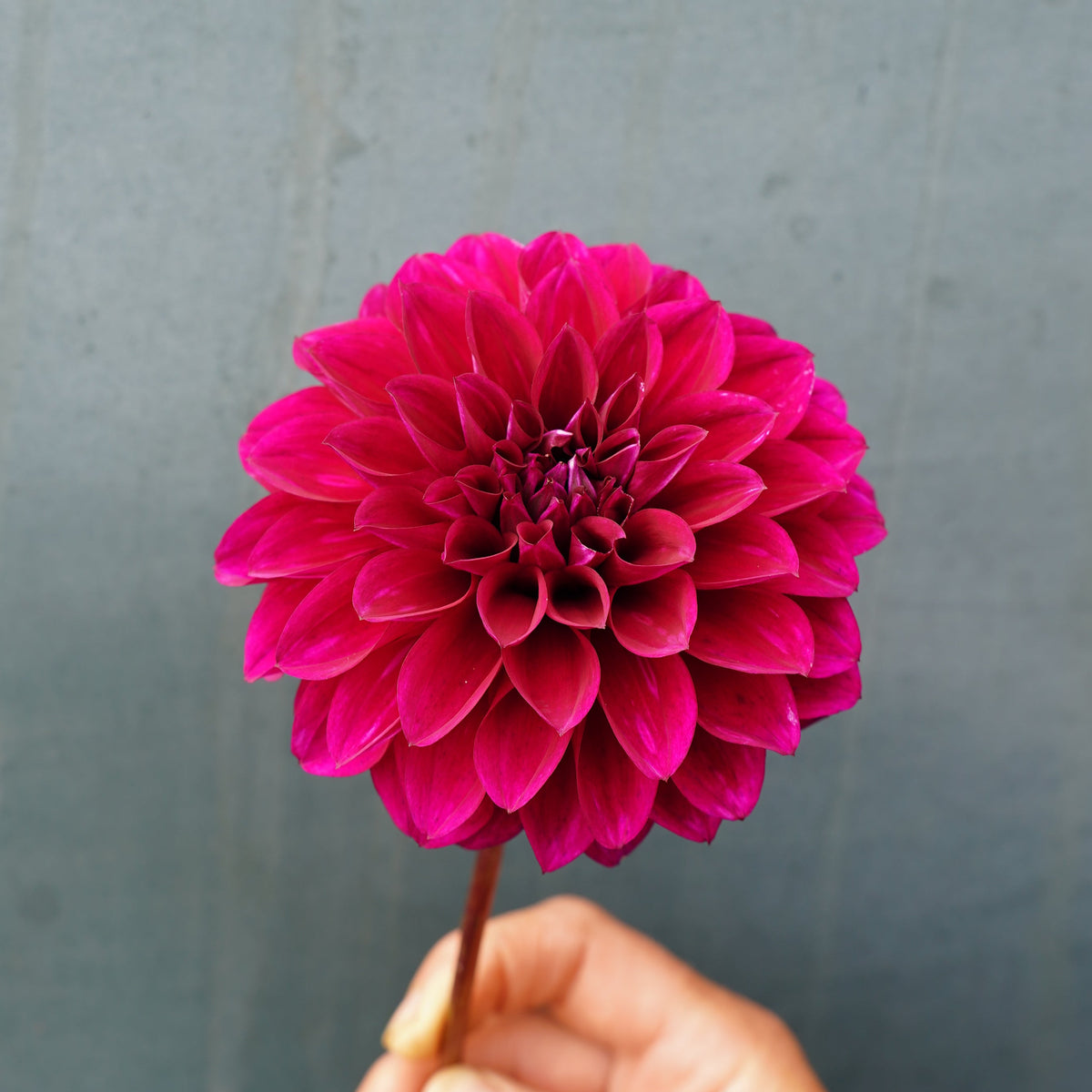 Dahlia Tuber - Woodlands Merinda | EarthSpoke Farms