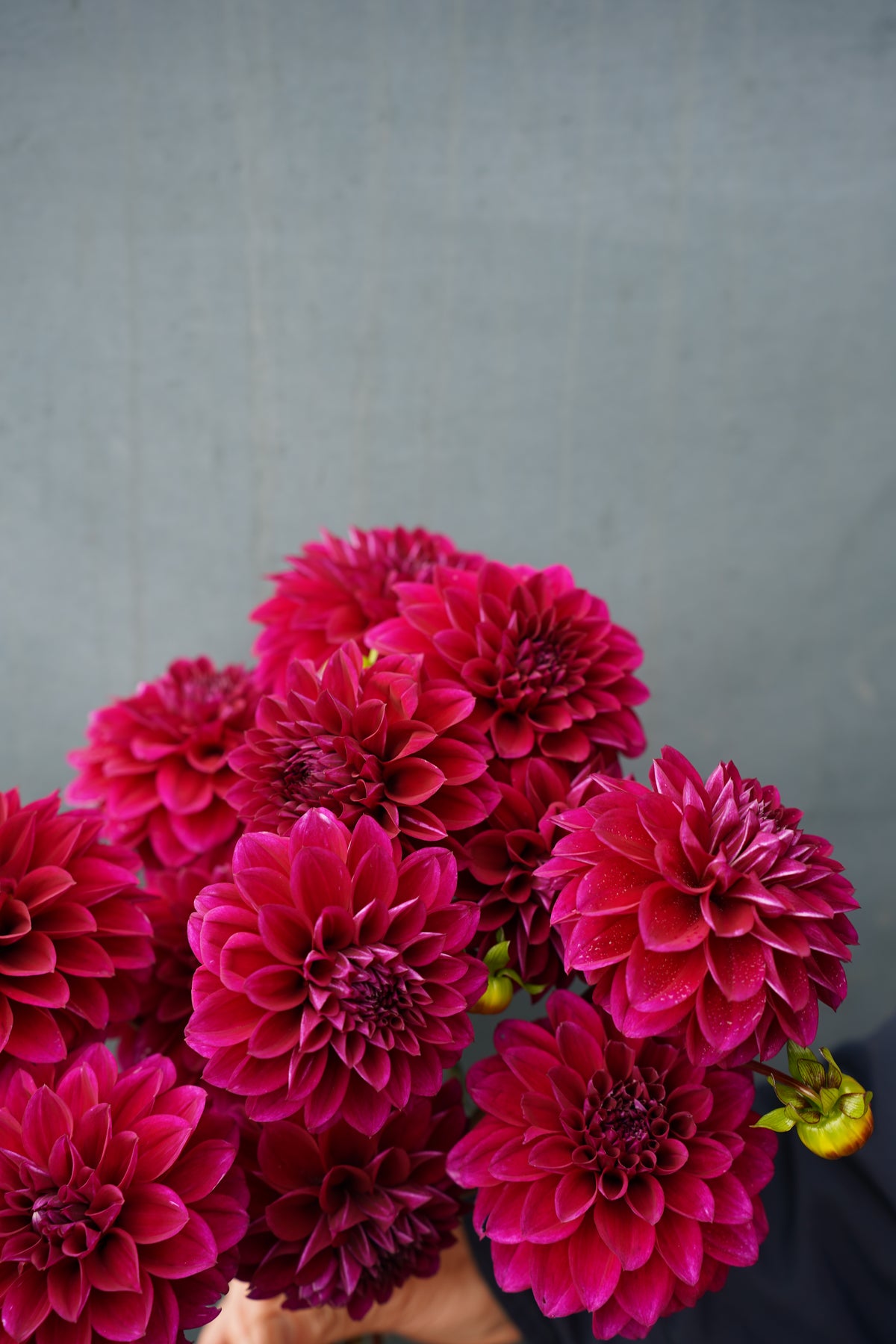 Woodlands Merinda Dahlia Tuber | EarthSpoke Farms