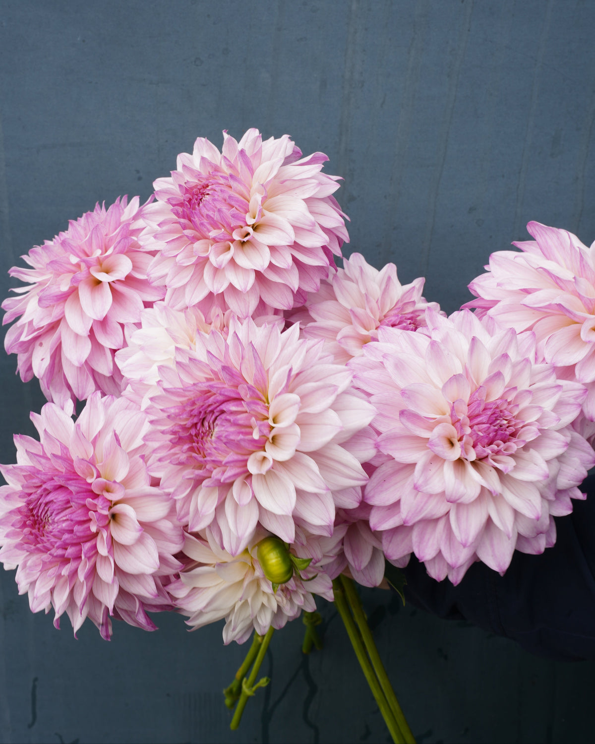 Dahlia Tuber - Bloomquist Compare | EarthSpoke Farms