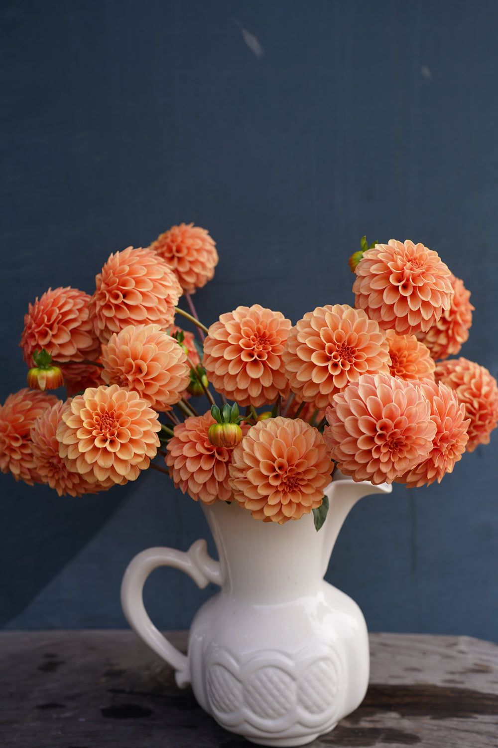 Rose Toscano Dahlia Tuber | EarthSpoke Farms