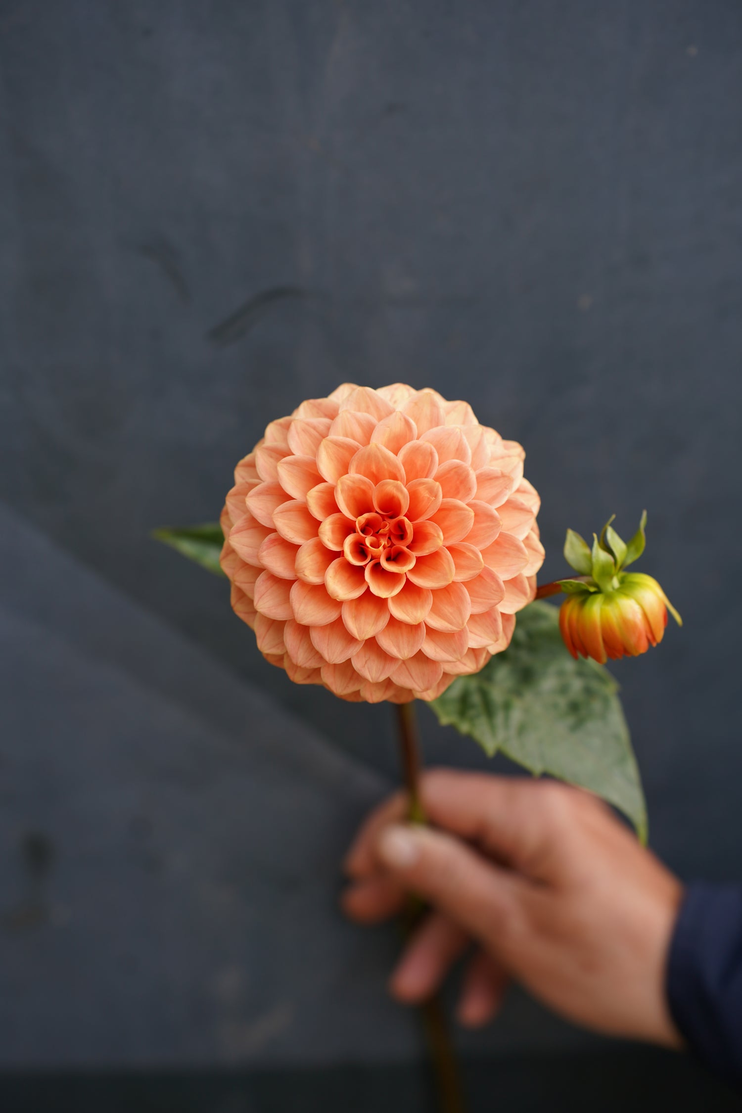 Rose Toscano Dahlia Tuber | EarthSpoke Farms