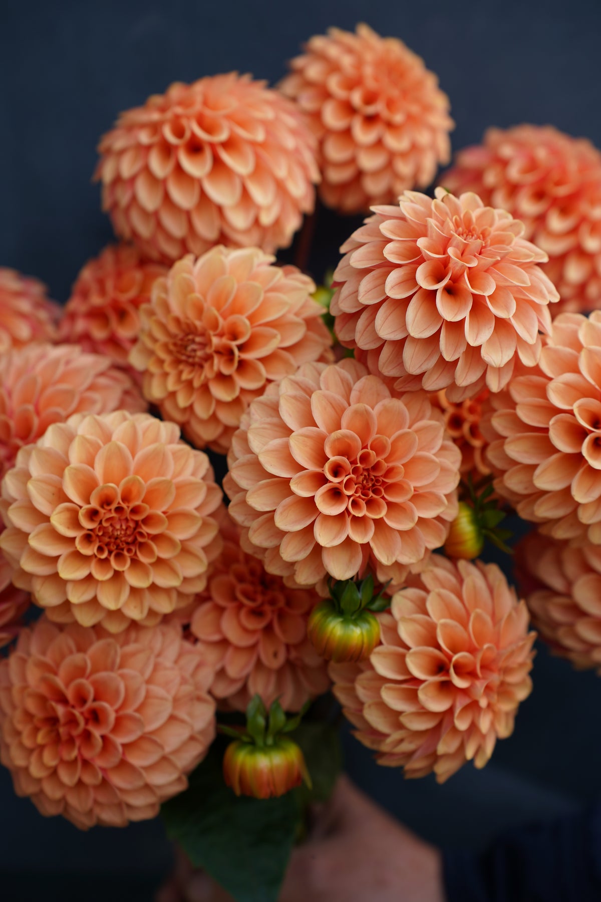 Rose Toscano Dahlia Tuber | EarthSpoke Farms