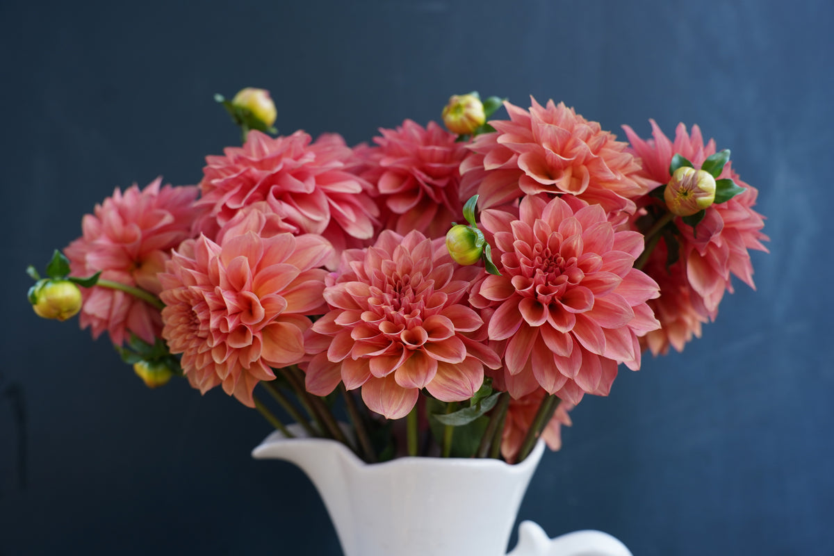 Bloomquist Philly Dahlia Tuber | EarthSpoke Farms