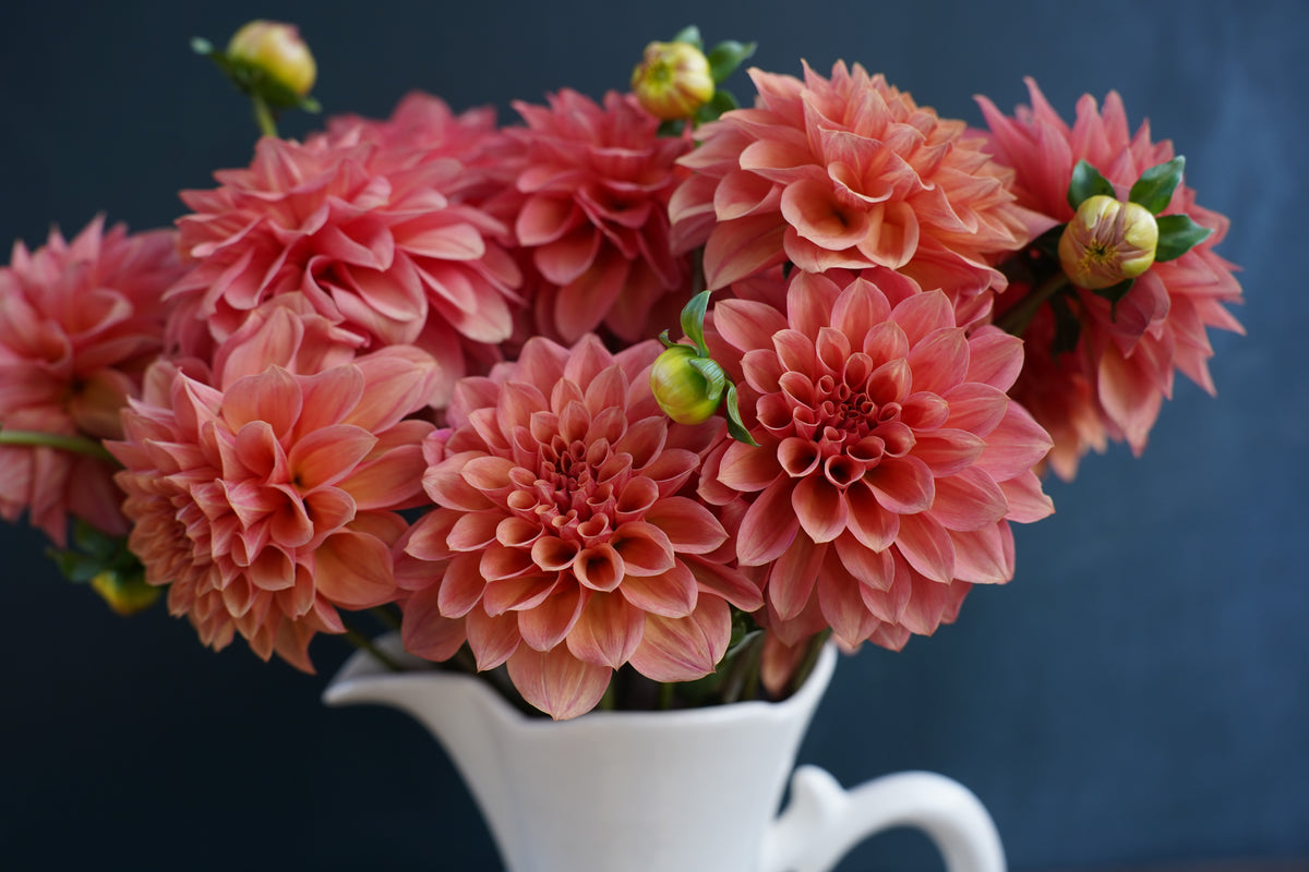 Bloomquist Philly Dahlia Tuber | EarthSpoke Farms