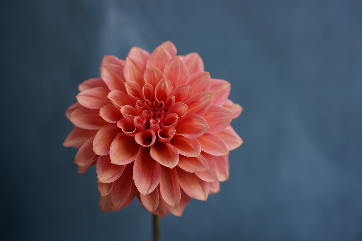 Bloomquist Philly Dahlia Tuber | EarthSpoke Farms
