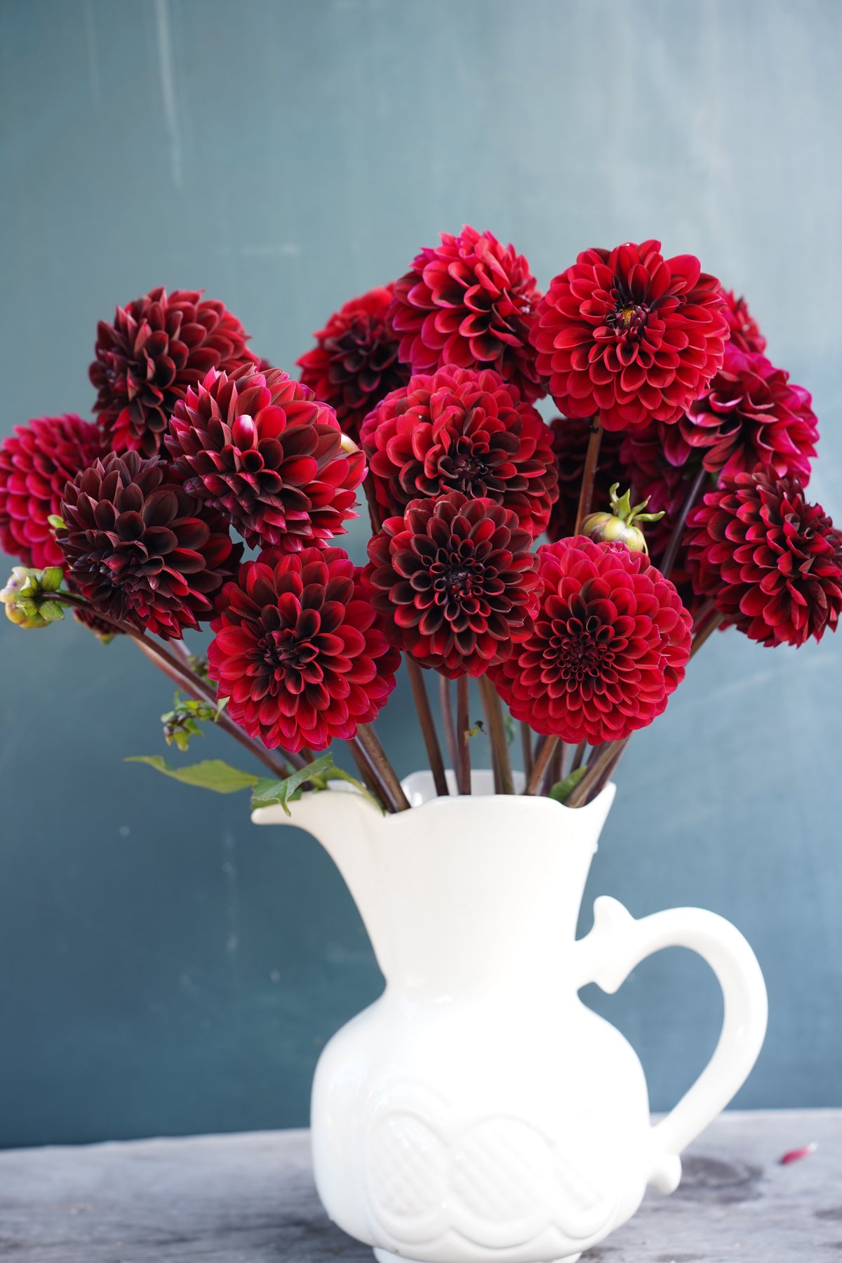 Bloomquist Champion Dahlia Tuber | EarthSpoke Farms