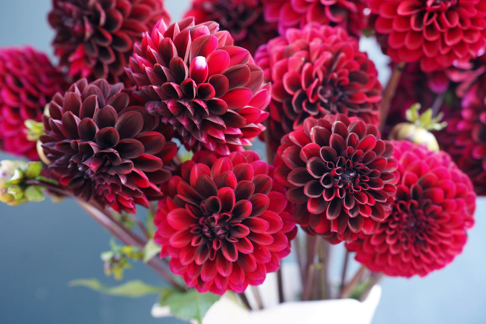 Bloomquist Champion Dahlia Tuber | EarthSpoke Farms