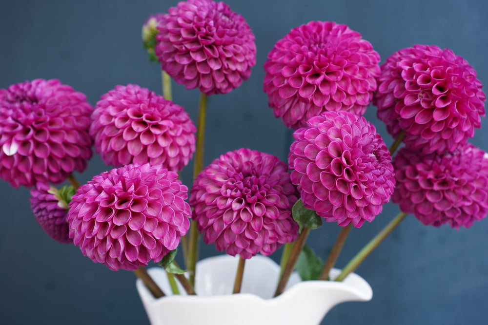 Isabel Dahlia Tuber | EarthSpoke Farms