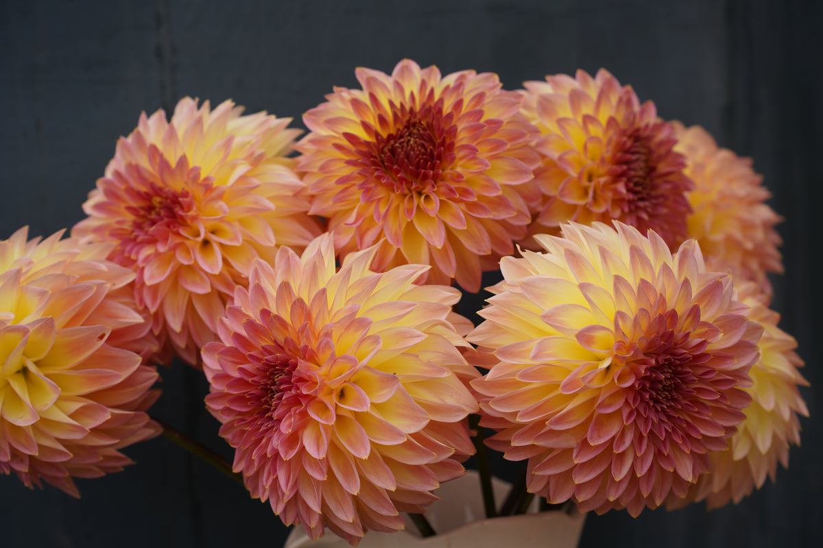 Bloomquist Jerry Dahlia Tuber | EarthSpoke Farms