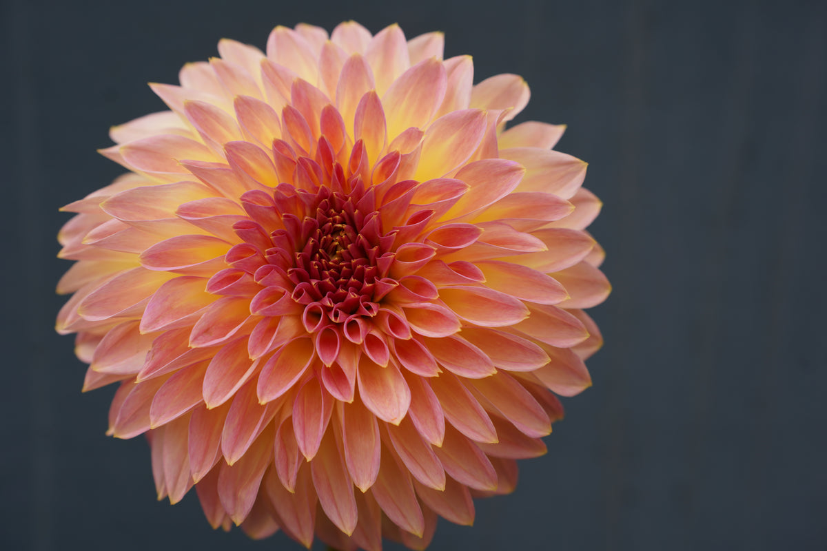 Bloomquist Jerry Dahlia Tuber | EarthSpoke Farms