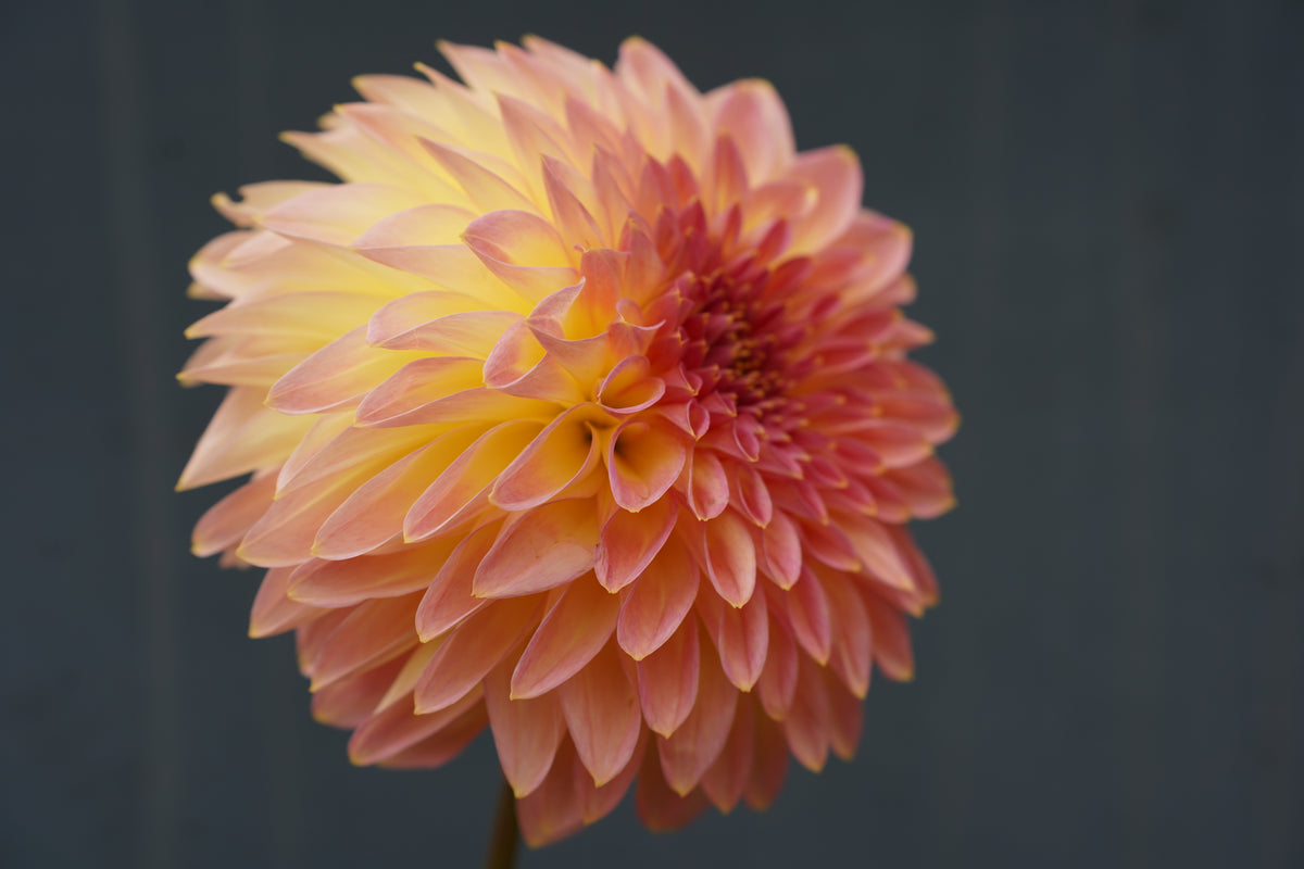 Bloomquist Jerry Dahlia Tuber | EarthSpoke Farms