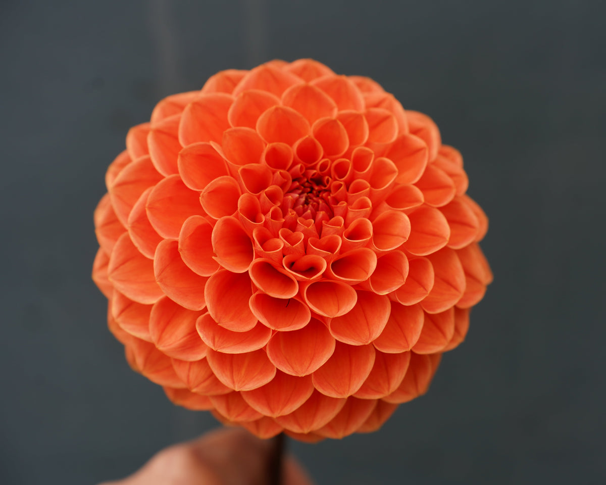 Dahlia Tuber - Tahoma Amble | EarthSpoke Farms
