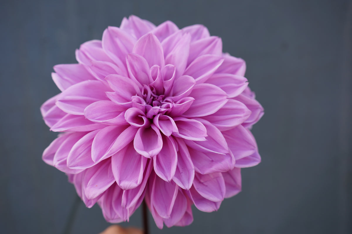 Lilac Time Dahlia Tuber | EarthSpoke Farms