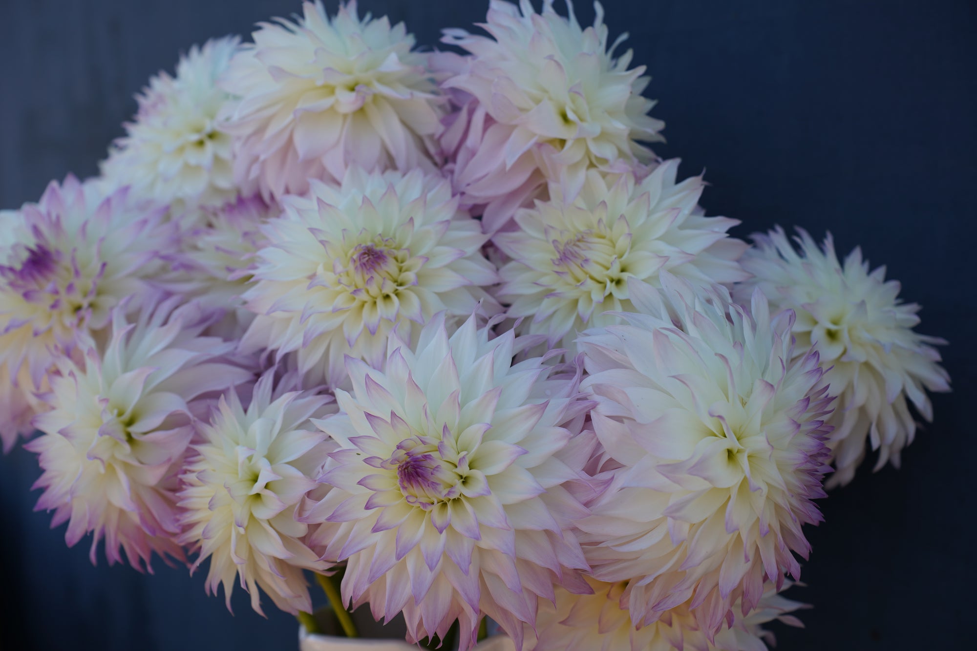 Bloomquist Sterling Dahlia Tuber | EarthSpoke Farms