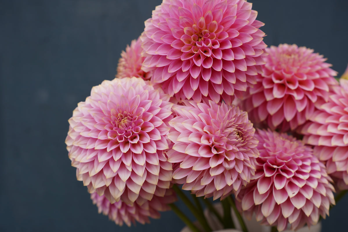 Bloomquist Pink Parfait Dahlia Tuber | EarthSpoke Farms