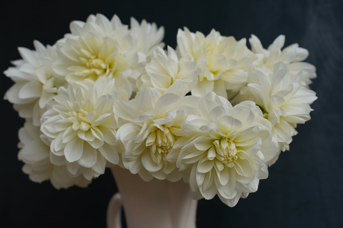 Dahlia Tuber - Bridezilla | EarthSpoke Farms