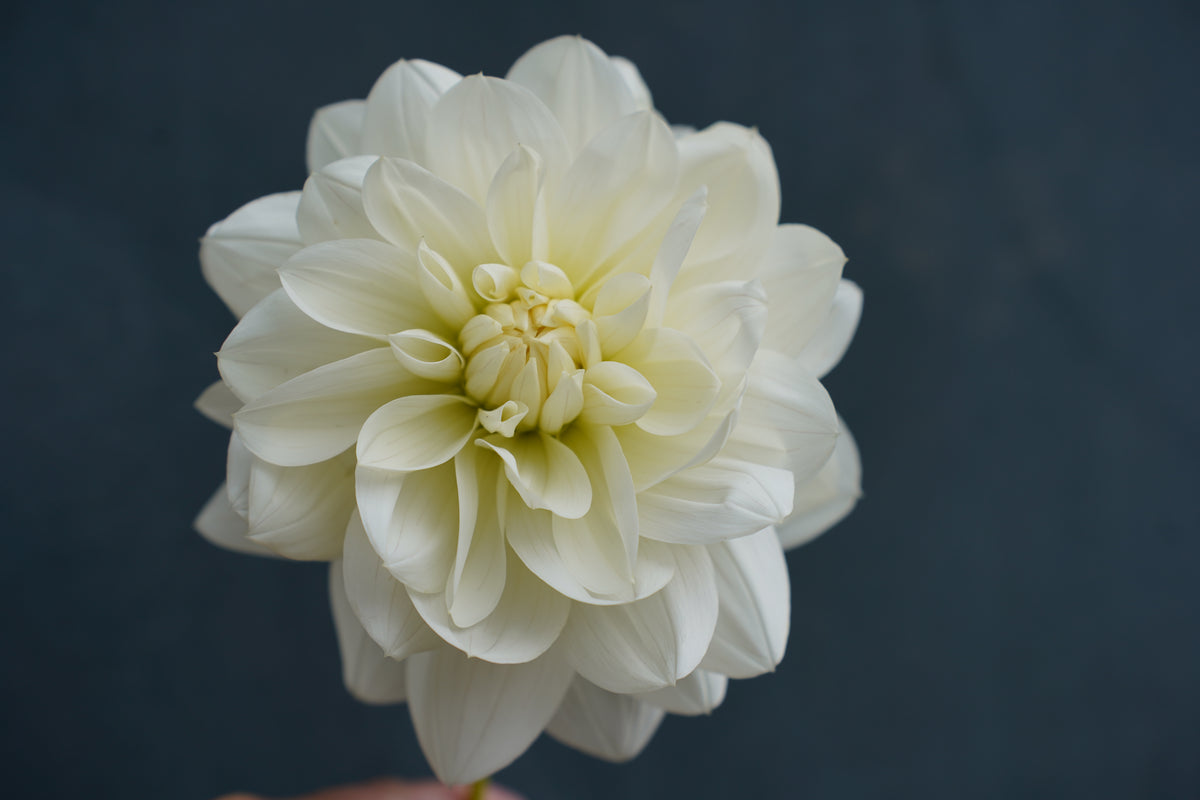 Dahlia Tuber - Bridezilla | EarthSpoke Farms
